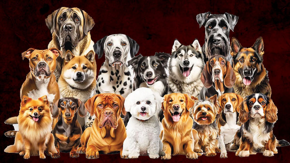 Dog Expenditure : घर खर्चाहून अधिक श्वानांचा खर्च! Dog expenses more ...