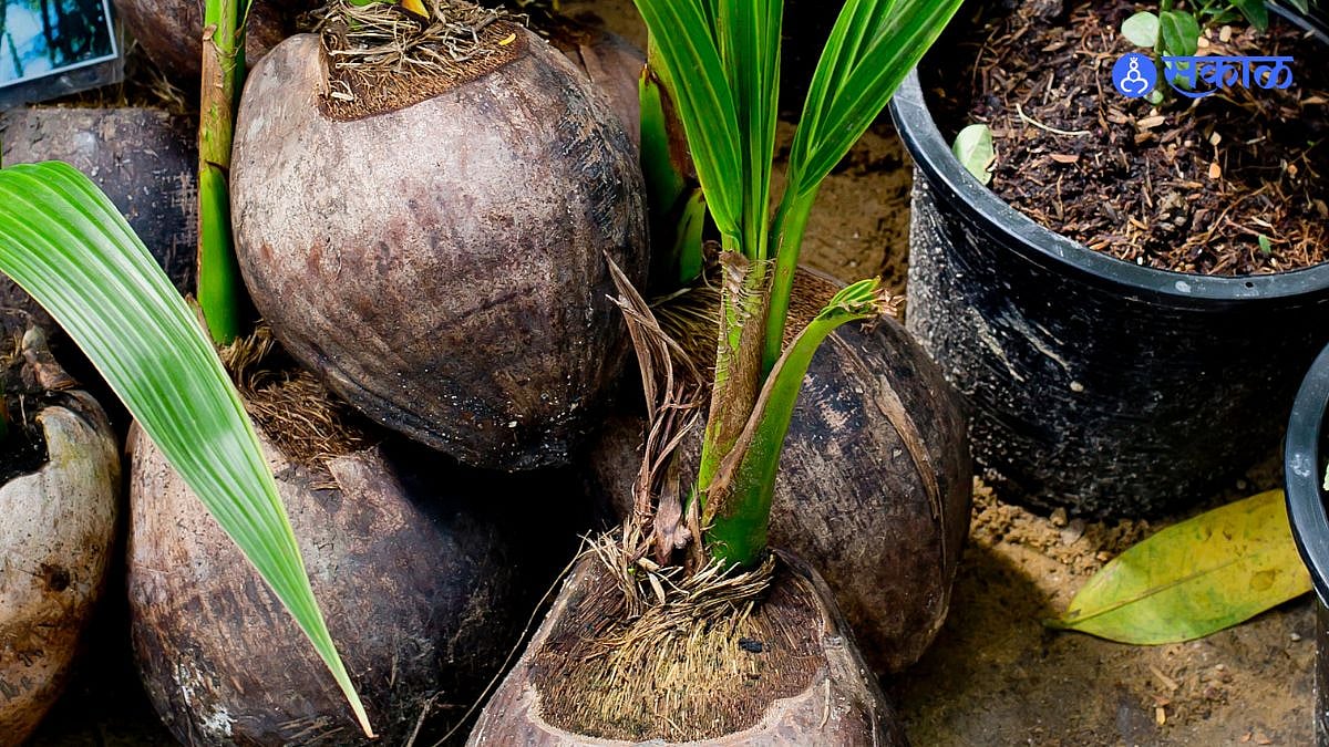 Vastu Tips: 'या' दिशेला लावू नका नारळाचे झाड, वाढू शकतो कौटुबिंक त्रास ...