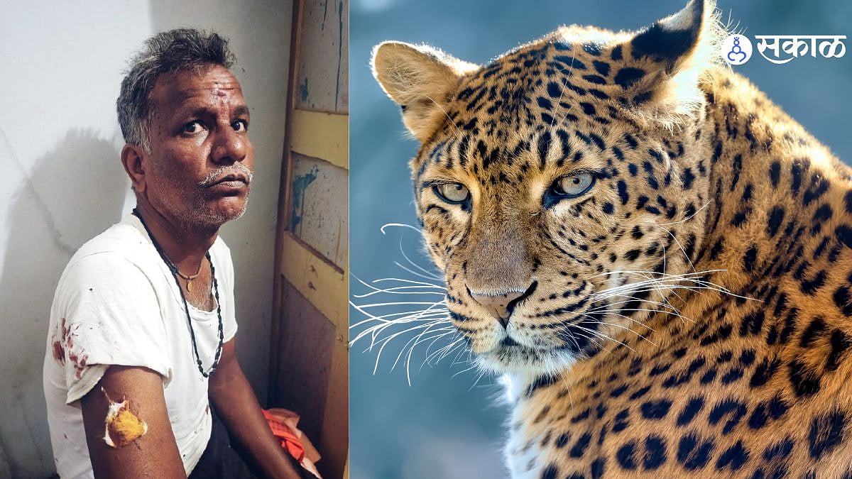 Leopard Attack : बिबट्याच्या हल्ल्यात शेतकरी गंभीर जखमी; जिंतूर ...