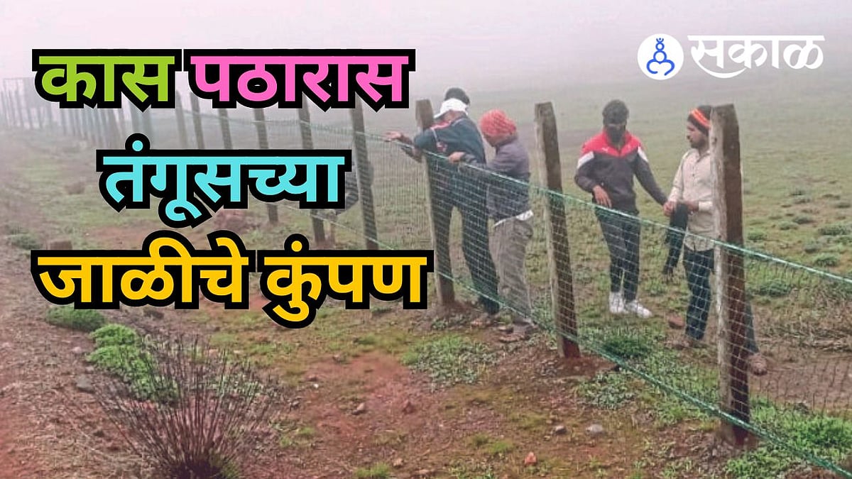 पावसामुळे कास पठारावर हिरवी चादर पसरली; फुलांच्या संरक्षणासाठी पठाराला ...