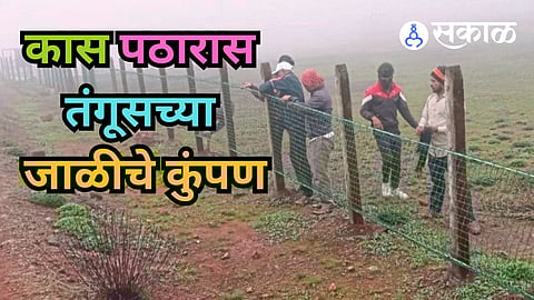 पावसामुळे कास पठारावर हिरवी चादर पसरली; फुलांच्या संरक्षणासाठी पठाराला ...