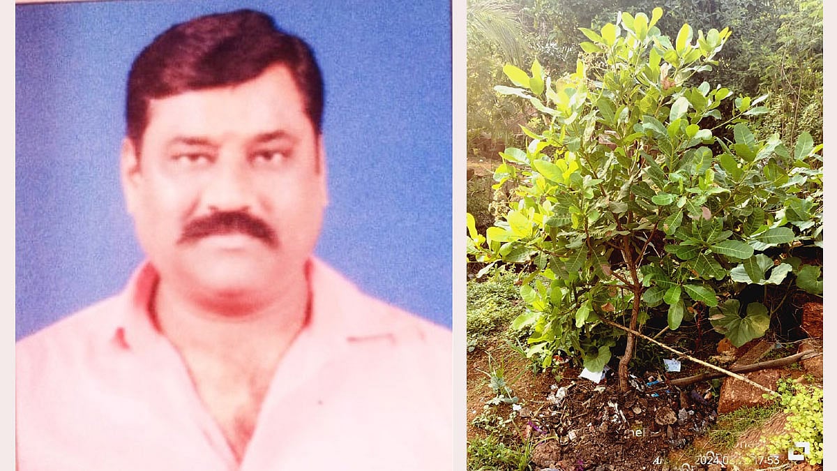 Amar Khamkar : शेतकर्‍यांसाठी खुशखबर...! जादा उत्पन्न देणारी काजूची नवी ...