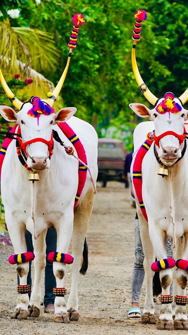 संत तुकाराम महाराजांची पालखी ओढण्याचा मान पुण्यातील 'या' बैलजोडीला ...