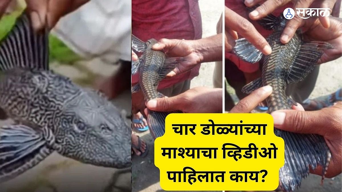 Assam Fish Viral Video : चार डोळ्यांचा मासा पाहिलाय काय? आसामच्या पुरात ...