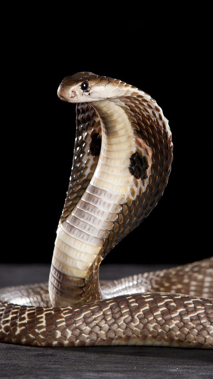 आपल्या शत्रूंना लक्षात ठेवून साप बदला घेतो का? एक्सपर्ट काय सांगतात ...