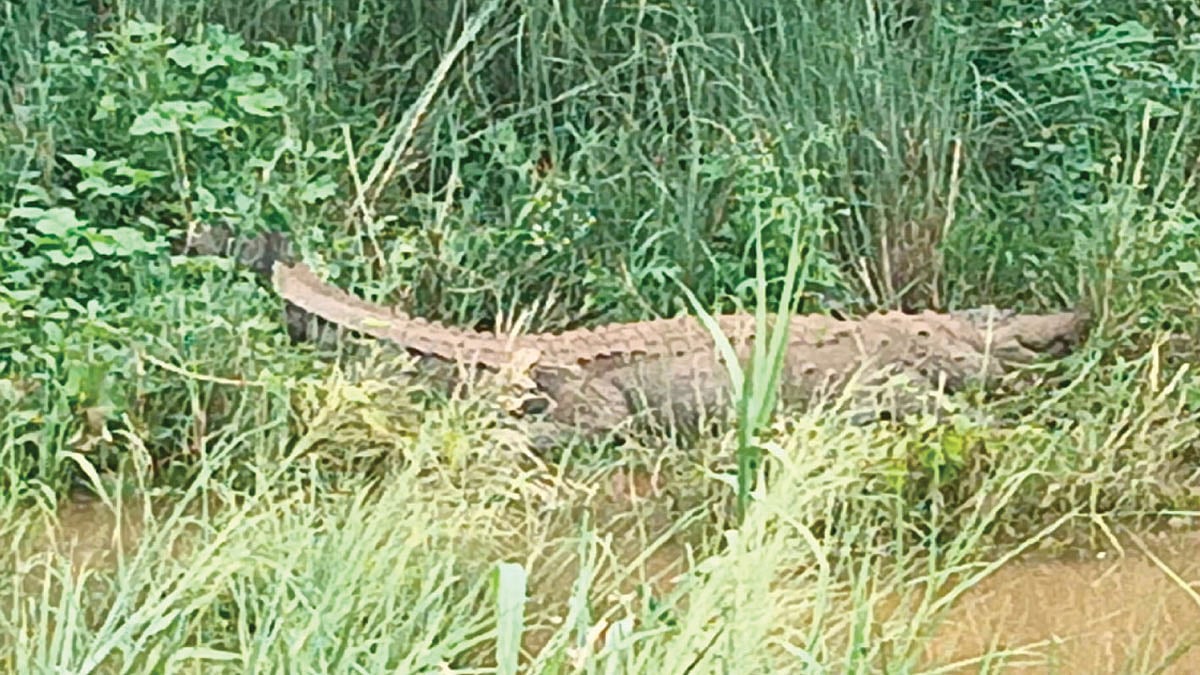 Crocodile : सावधान! नदीकाठी मगरीचा वावर alert Crocodile in river bed ...