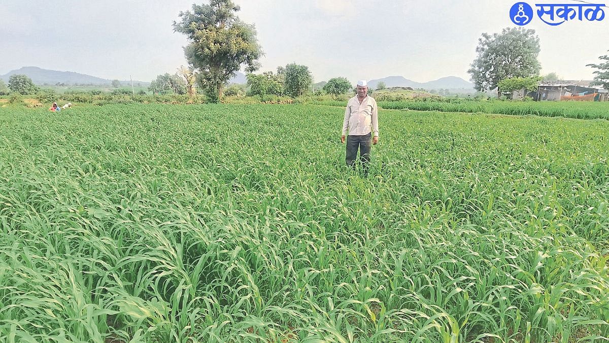 Nashik Agriculture : जिल्ह्यात साडेनऊ हजार हेक्टरवर सेंद्रिय शेती ...
