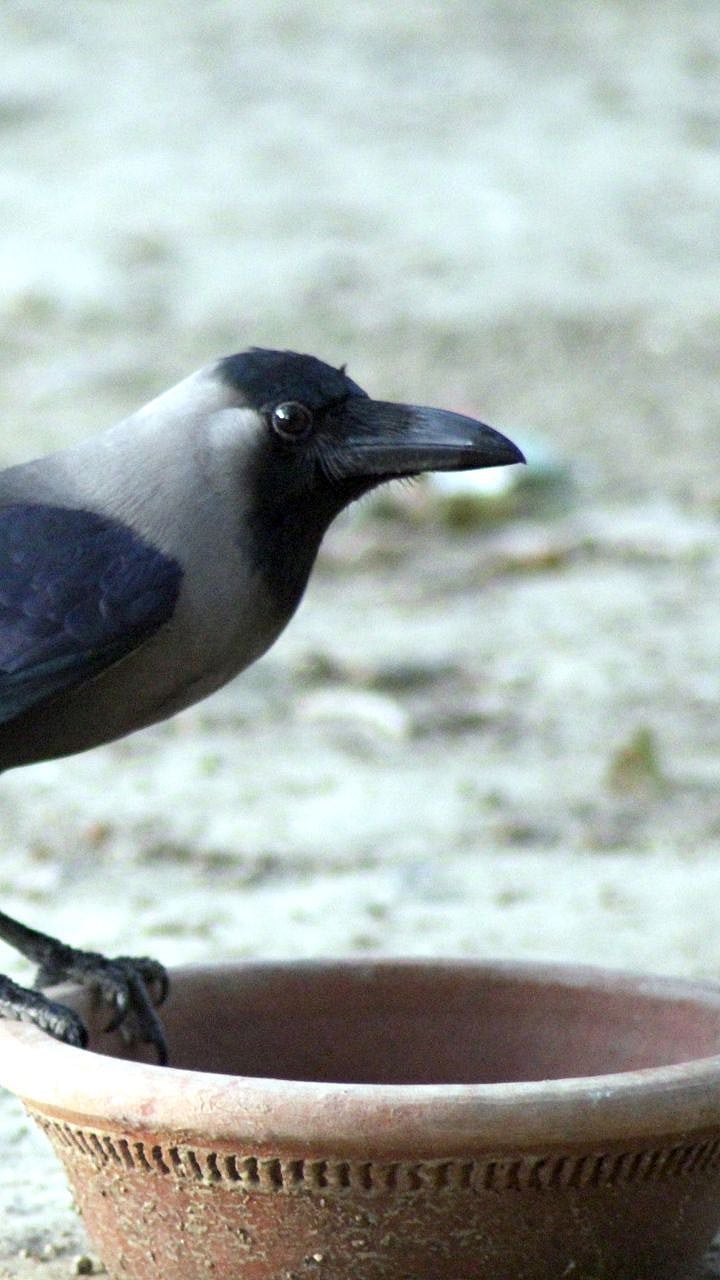 घरात कावळा येणे शुभ की अशुभ? | crow coming on window is good or bad for ...