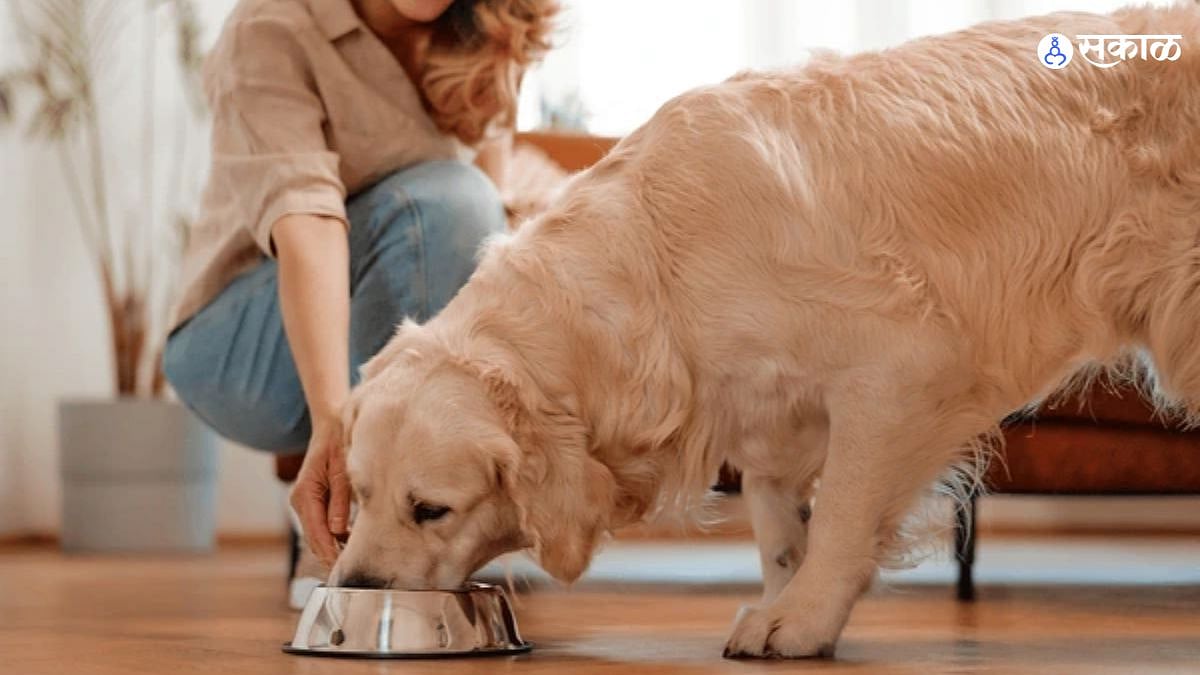 Overfeeding Pet Dog : पाळीव प्राण्यांना अतिखाऊ घालताय? सावधान ...