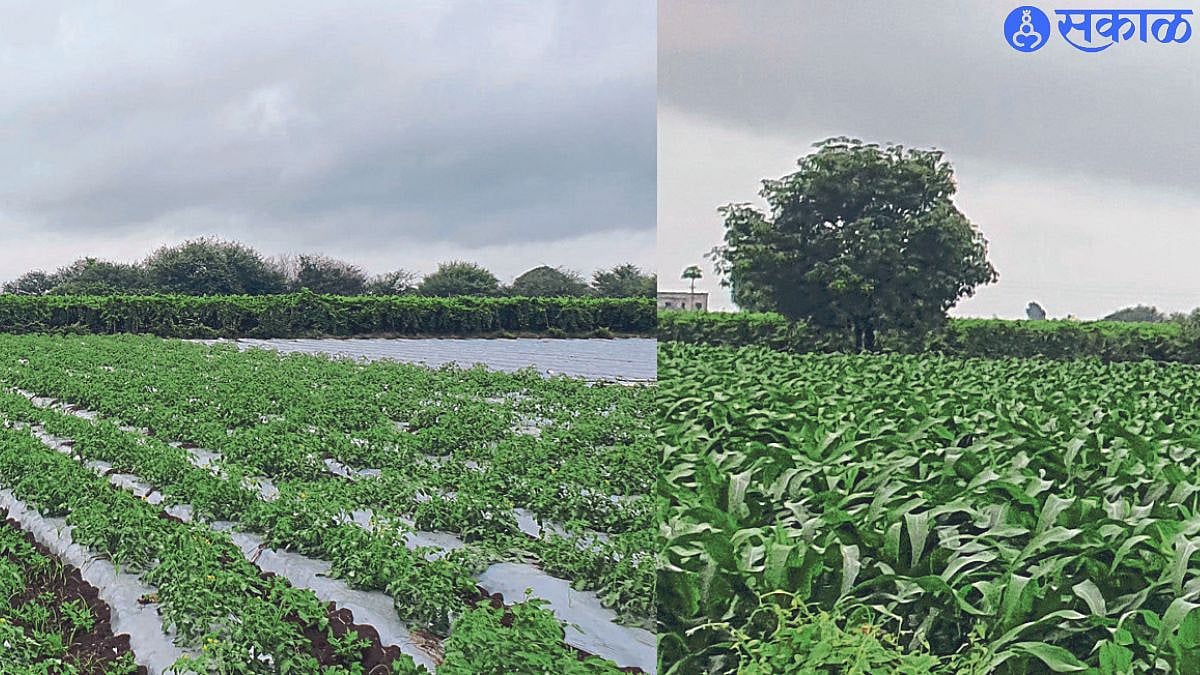 Kharif Season : पावसानंतर खरिपांच्या पिकांना जीवदान; निफाड तालुक्यात ...
