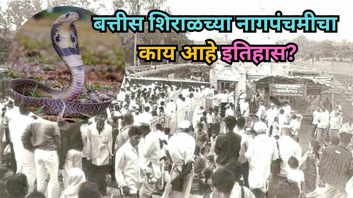 'बत्तीस शिराळ'च्या नागपंचमीचा काय आहे इतिहास? अमेरिकेला सुद्धा घ्यावी ...