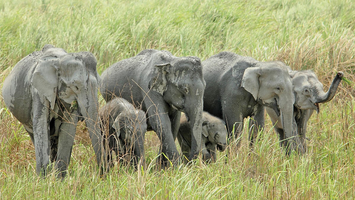 हत्तींची गाथा The story of the elephants animal