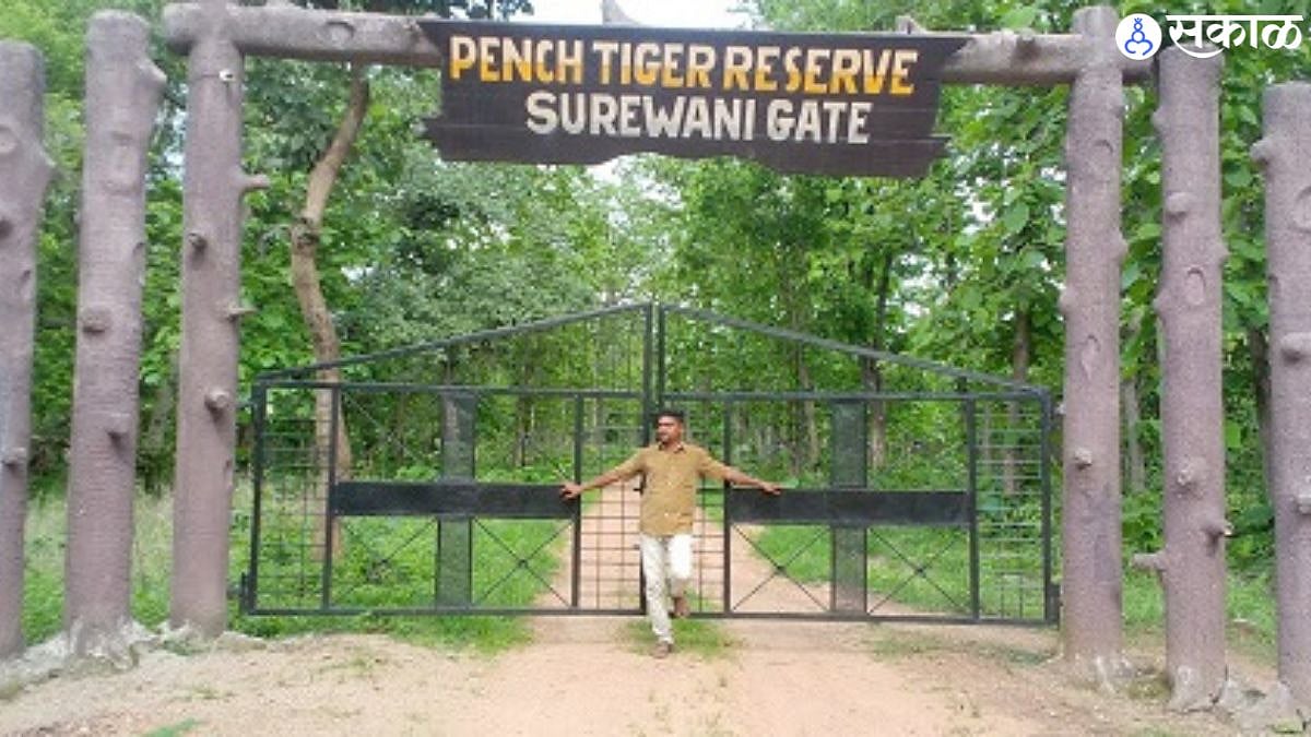 Pench National Park Panmanjar Buffalo breeding center in Gorewada ...