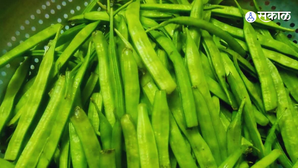 Cluster Beans Benefits : गवारीचे महत्त्व आहारापासून व्यवहारापर्यंत ...