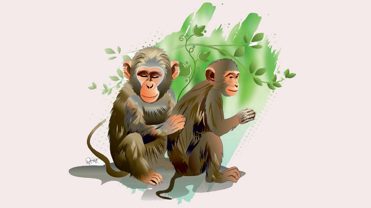 चला, जरा पाठ खाजवूयात... monkey Scratching the back lifestyle ...
