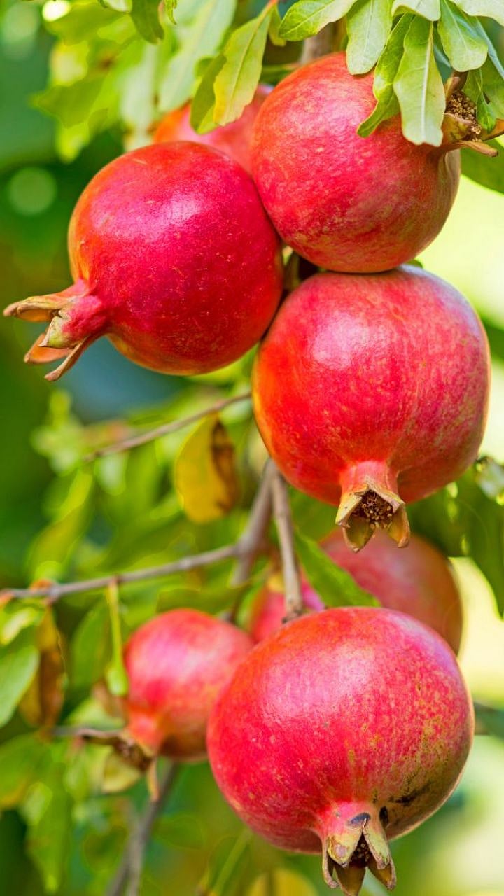 गर्भवती महिलांपासून ते हृदय निरोगी ठेवण्यापर्यंत..; आणखी कोणते आहेत ...