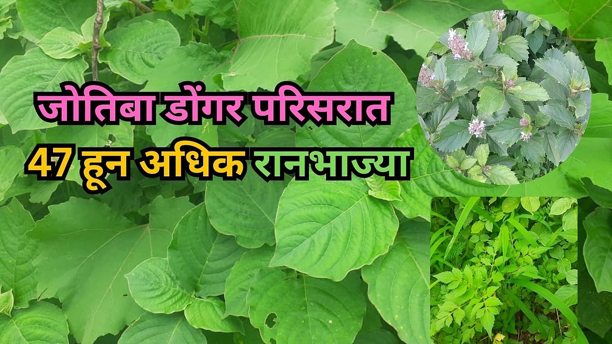Jyotiba Dongar : जोतिबा डोंगरावर रानभाज्यांचा मोठा खजिना! तब्बल 47 हून ...
