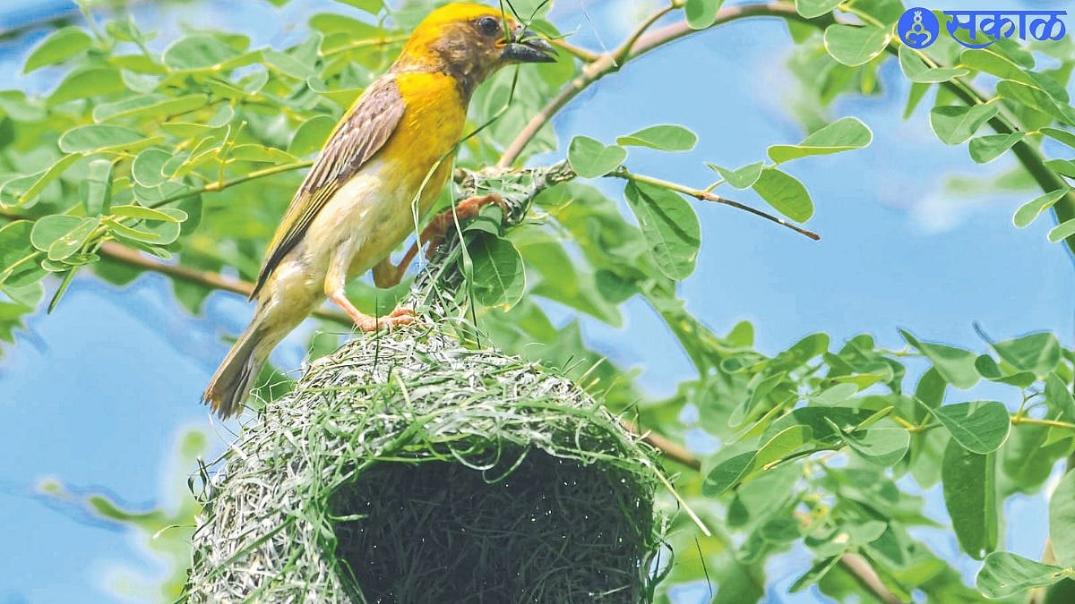 Jalgaon : ‘सुगरण’ दुसऱ्याच्या घरट्यातून गवताचे पाते चोरते तेव्हा ...