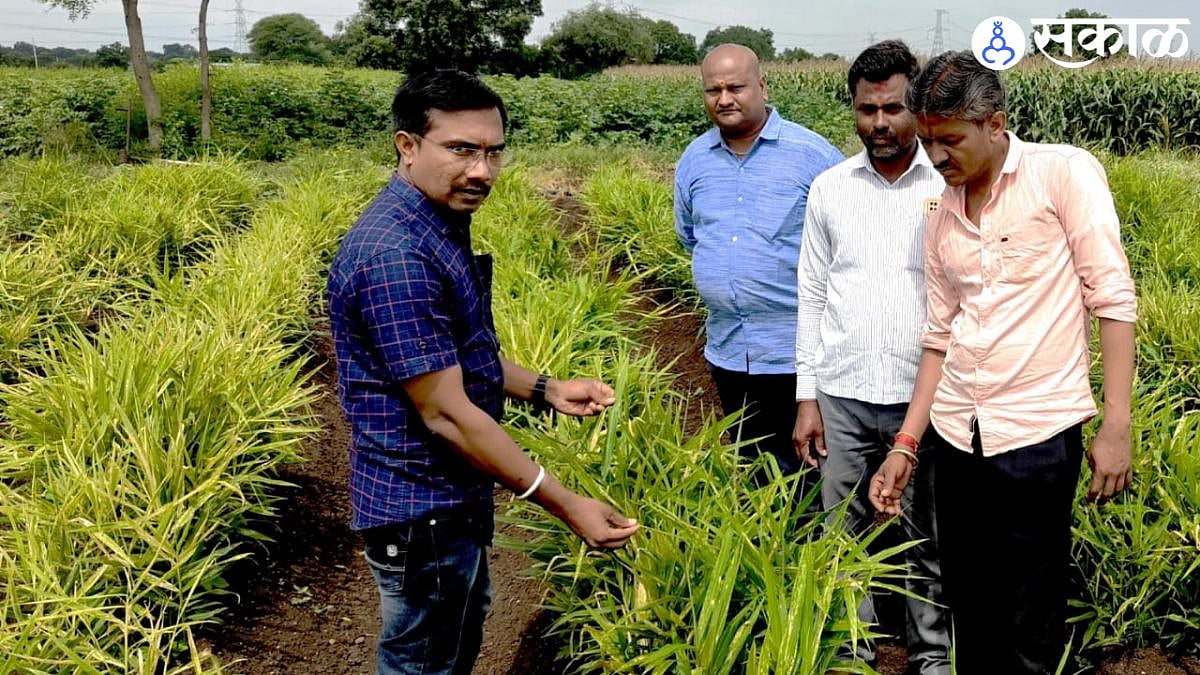 farmers faced devastation disease outbreak affected 4,500 hectares of ...
