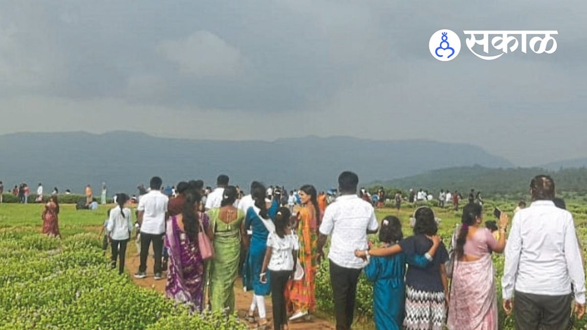 Kaas Pathar : सुट्यांमुळे कास पठारावर पर्यटकांचा लोंढा; फुलोत्सव ...