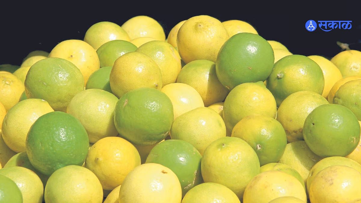 Lemon News: ऐन सणासुदीत लिंबू महागला, एका लिंबासाठी मोजावे लागणार इतके ...