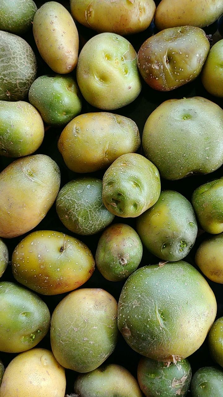 'हा' एक बटाटा घेऊ शकतो आपला जीव; Solanine Poisoning म्हणजे काय ...