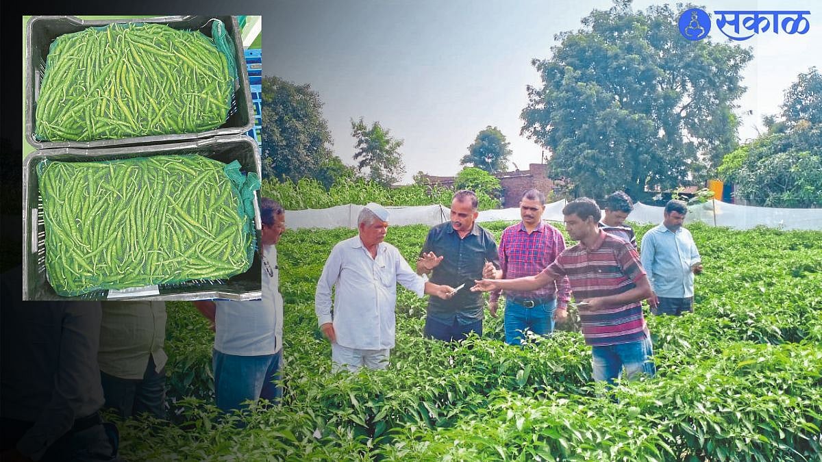 Nashik Mirchi Export : शिरवाडेची विषमुक्त मिरची इंग्लंडला रवाना ...