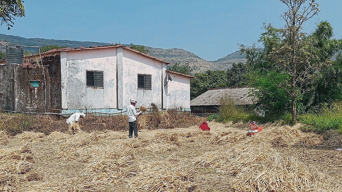 Farmer Diwali : घामातूनच घडते अभ्यंगस्नान! जगाच्या पोशिंद्याची शेतातच ...