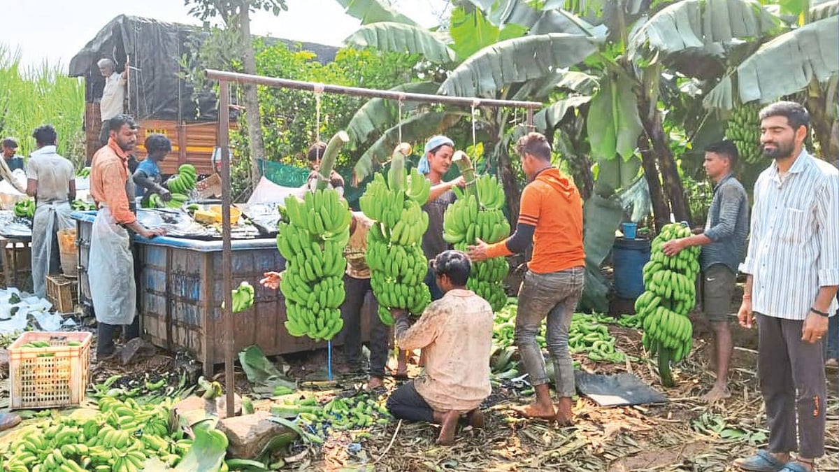 Success Story : नोकरीच्या मागे न लागता पदवीधर तरुणाने फुलवली केळी बाग ...