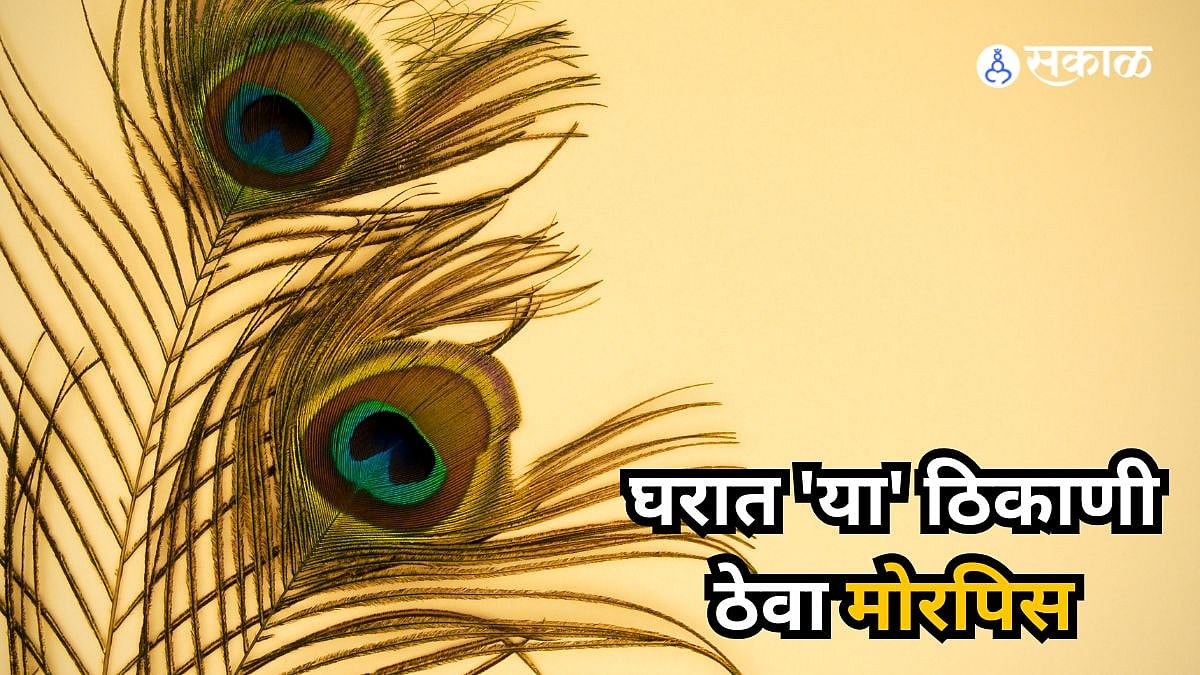 Vastu Tips: घरात 'या' ठिकाणी ठेवा मोरपिस, कुटुंबात होईल भरभराट vastu ...