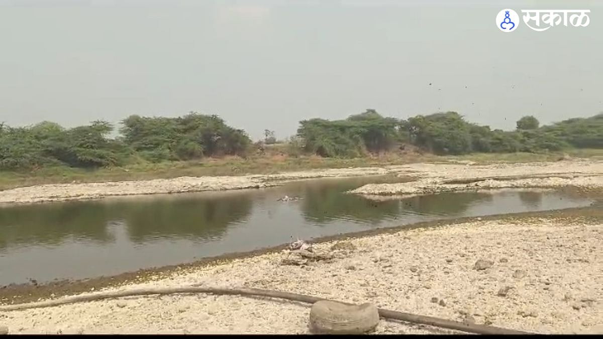 Neera River : नीरा नदीवरील बंधारे कोरडे; शेतकरी चिंतेत Neera River Dams ...