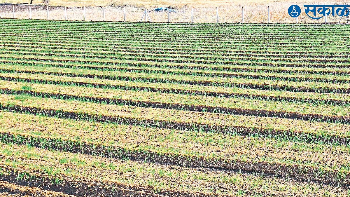 Nashik Agriculture : निफाडला 3 हजार 276 हेक्टरवर रब्बीची पेरणी ...
