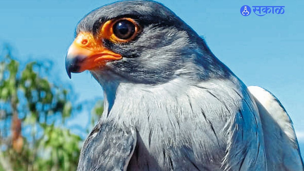 Leopard leap : झेप ससाण्याची... १५ दिवस ७,३०० कि.मी.; ‘सॅटेलाईट टॅग ...