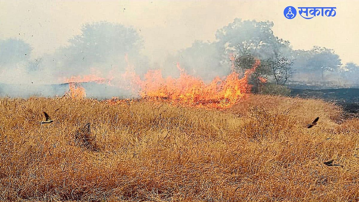 Maldhok Sanctuary : माळढोक अभयारण्यातील १५ हेक्टर क्षेत्र जळाले ...