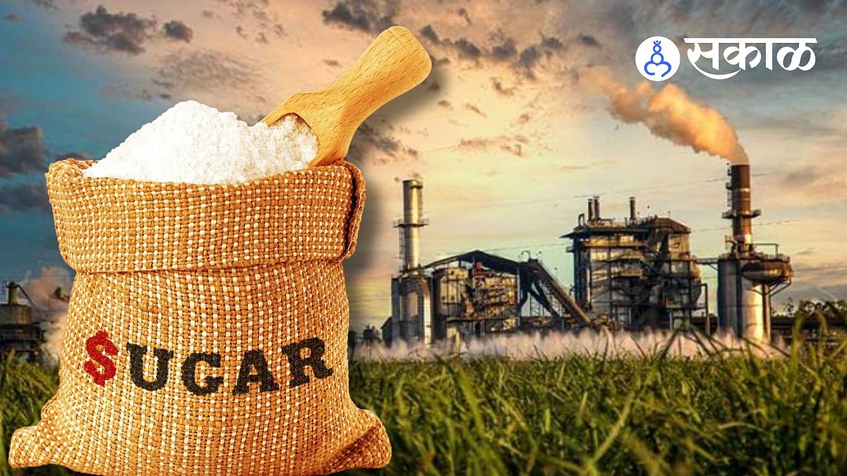 Sugarcane Season : साखरेचा दर पडला की पाडला? क्विंटलला 3350 पर्यंत घसरण ...