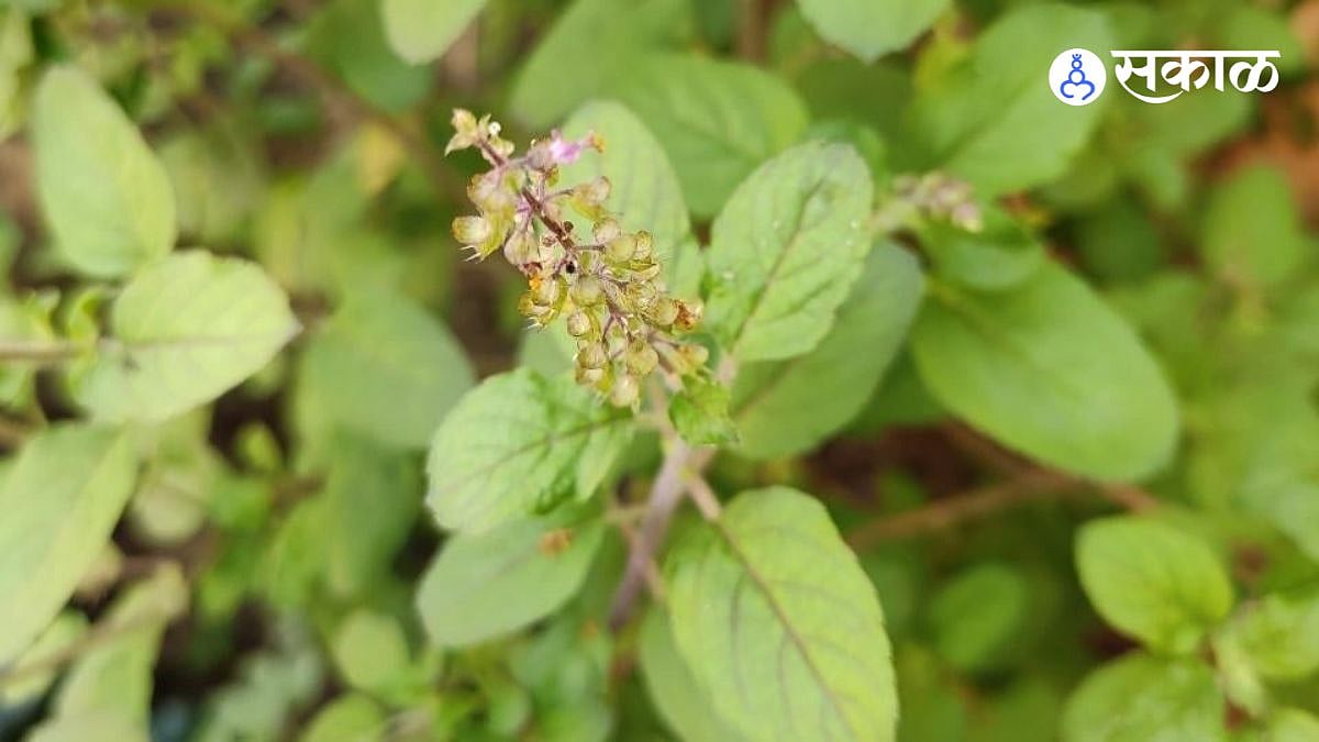 Tulsi Benefits : औषधी गुणधर्माने युक्त असावी तुळस अंगणी; भारतीय ...