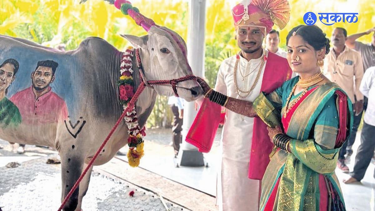 Satara News : विवाह मंडपात लाडक्या बैलाची उपस्थिती; शेणोलीमध्ये ...