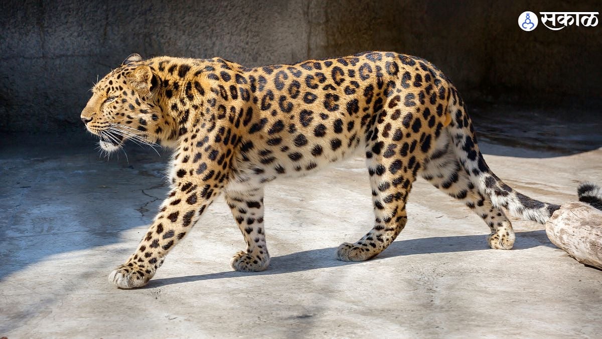 Leopard : दीड महिना उलटूनही बिबट्याचा शोध लागेना; नागरिकांत दहशत कायम ...