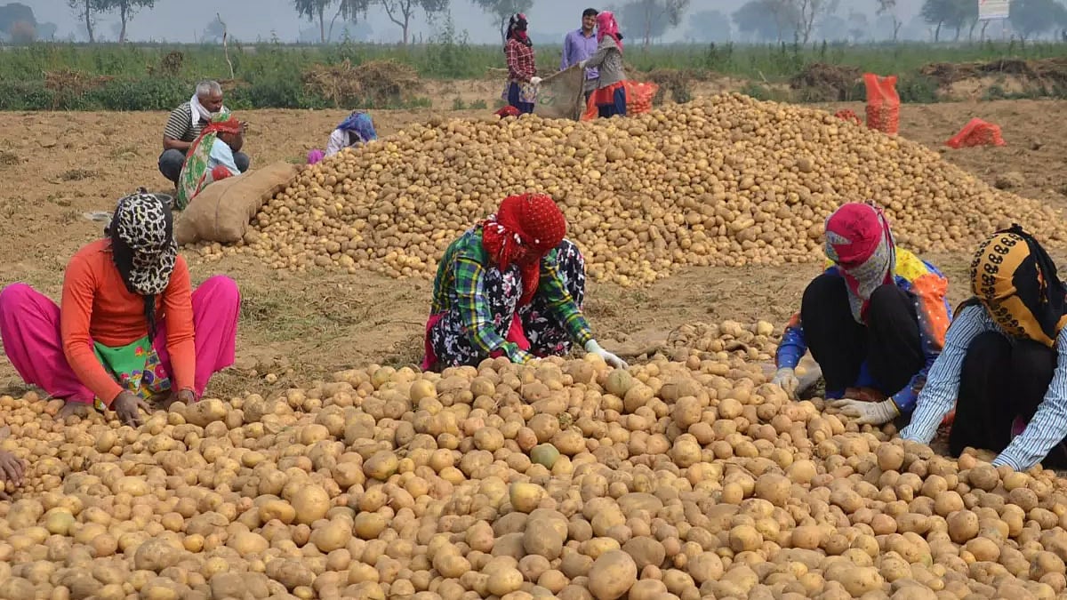 Risod News : बटाटा लागवडीतून उच्चशिक्षित स्वप्नीलने घेतले लाखोंचे ...