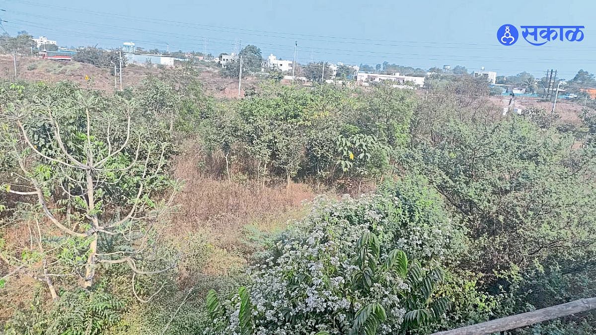 Miraj News : वसंत कॉलनीतील उद्यानाला घरघर, दोन हजार झाडांकडे दुर्लक्ष ...