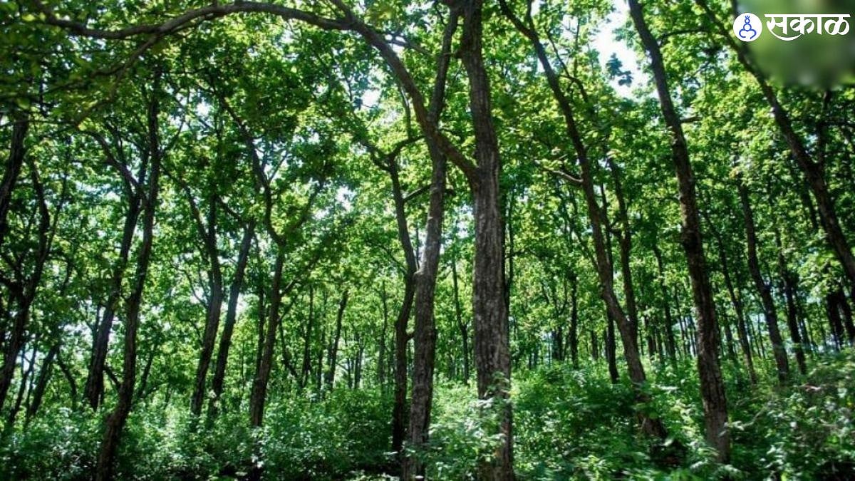 Chhattisgarh Forest increase : वनक्षेत्राच्या वाढीत छत्तीसगड देशात ...