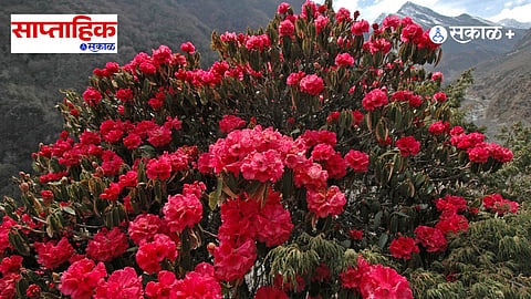 Biodiversity In Himalaya: त्या फुलांच्या गंधकोशी.!