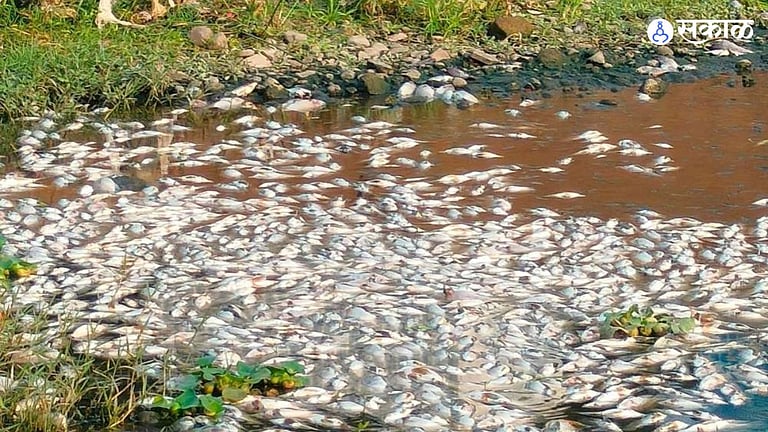 Mula-Mutha River : मुळामुठा दुषित पाण्यामुळे हजारो माशांचा मृत्यू ...