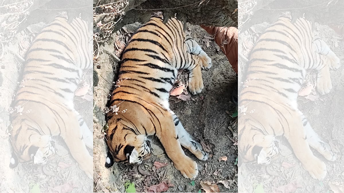 Tiger Dead Body Found : कोहका-भानपूरजवळ आढळला वाघाचा मृतदेह Tiger Found ...