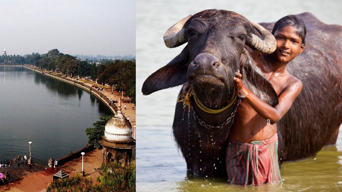 Rankala Lake : 'आता ऐतिहासिक रंकाळा तलावात म्हशी धुतल्यास होणार दहा ...