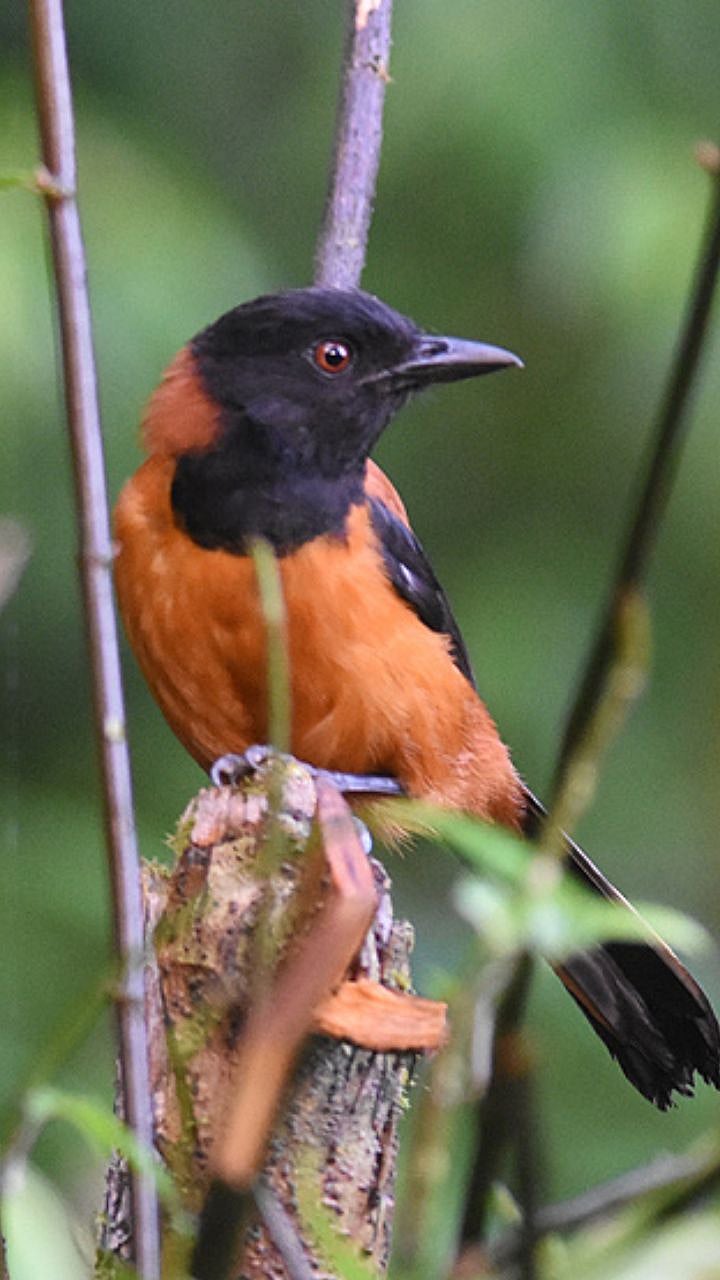 'या' छोट्याशा सुंदर पक्ष्याला स्पर्श केल्यास होऊ शकतो मृत्यू ...