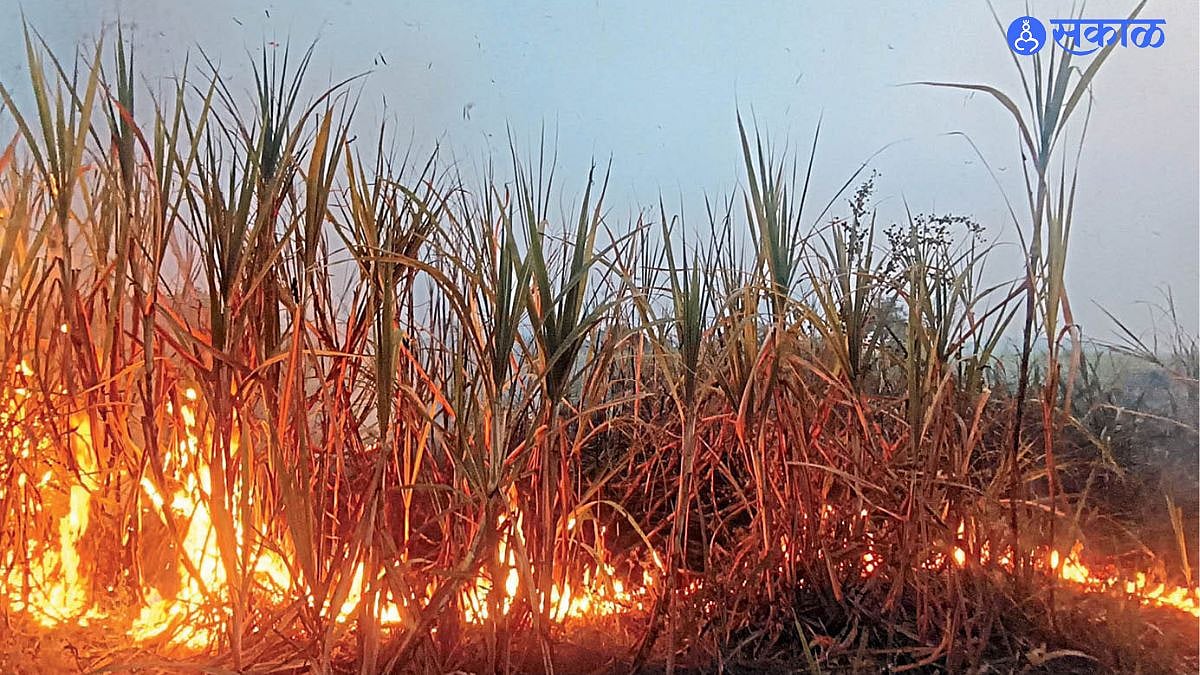 Sugarcane Loss : तीन एकरांतील ऊस खाक; शॉर्टसर्किटमुळे आग, मलकागुडा ...