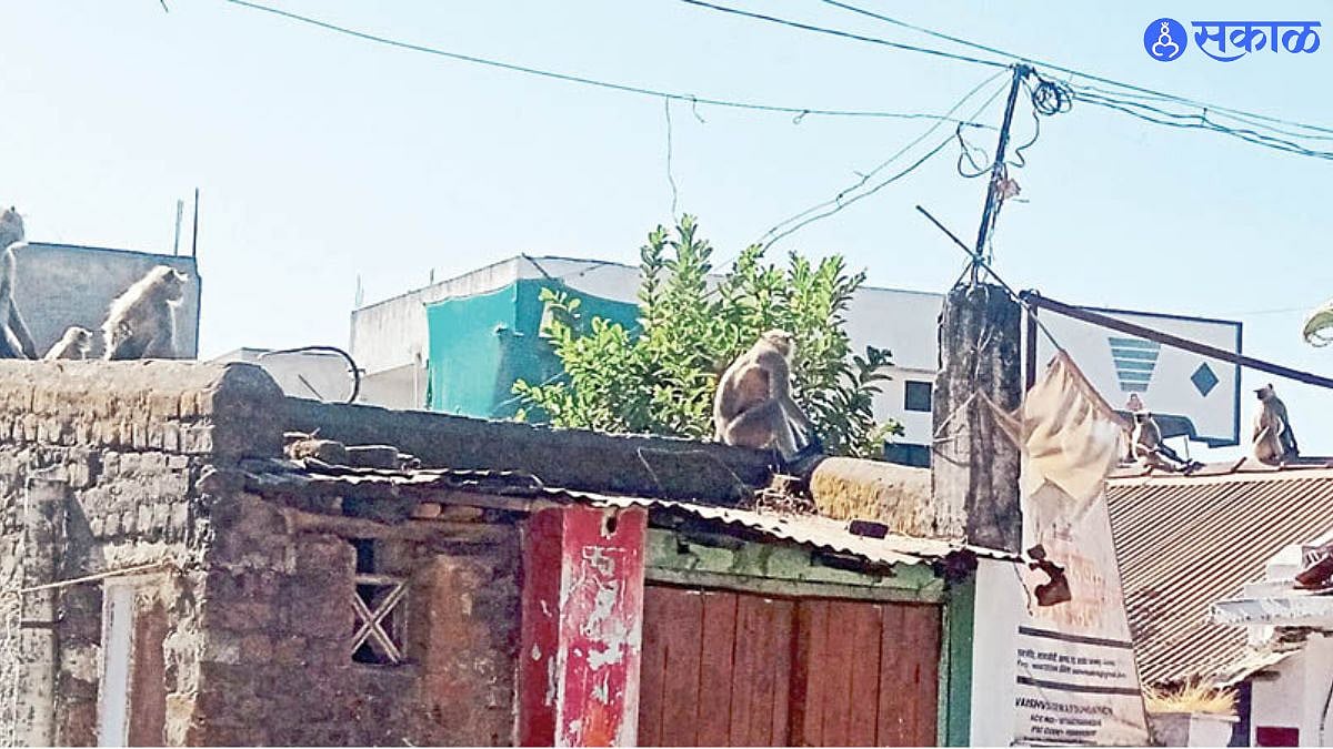 Monkey Menace : अरे या माकडांना कुणीतरी आवरा रे ! नगर प्रशासन व ...