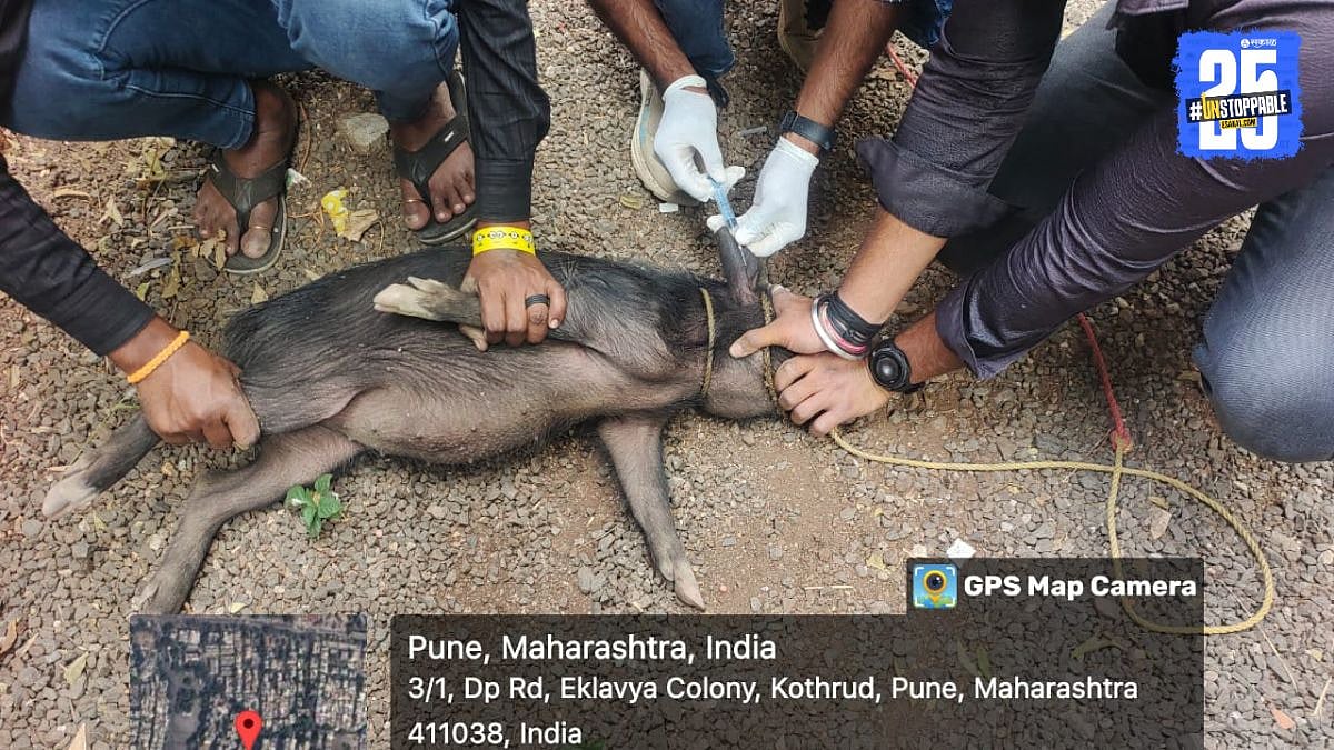 Kothrud : कोथरूडमधील डुकरांचा मृत्यू कावीळने: शवविच्छेदनातून स्पष्ट ...