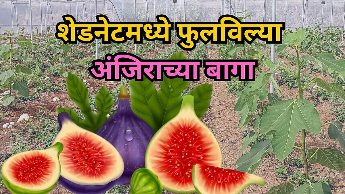 दुष्काळाशी लढणाऱ्या आदिवासी शेतकऱ्यांनी शेडनेटमध्ये फुलविल्या ...